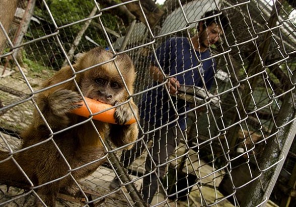 Monos son los reyes del Parque Machía | Los Tiempos