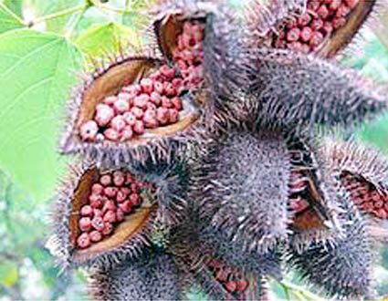 Achiote, colorante natural y alimenticio de América | Los Tiempos