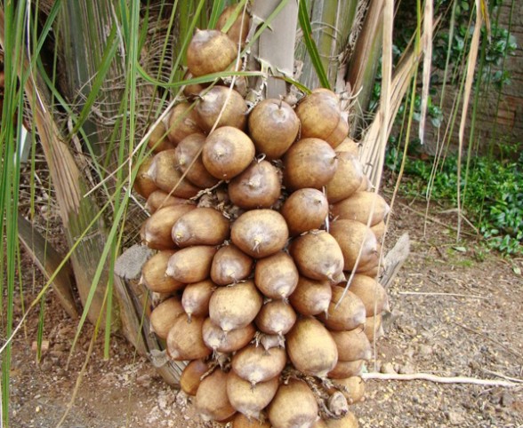 Cusi revela todo su potencial en la Amazonía | Los Tiempos