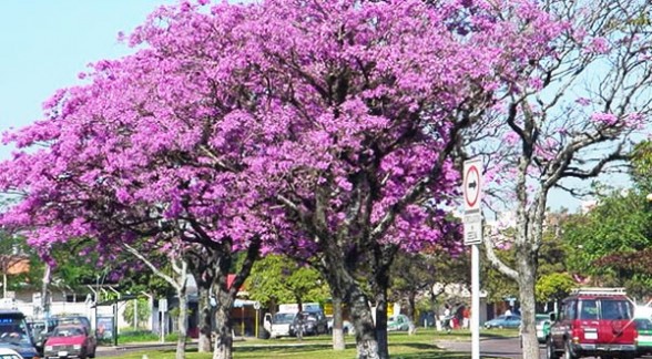 Tajibo boliviano se abre mercado en el exterior | Los Tiempos
