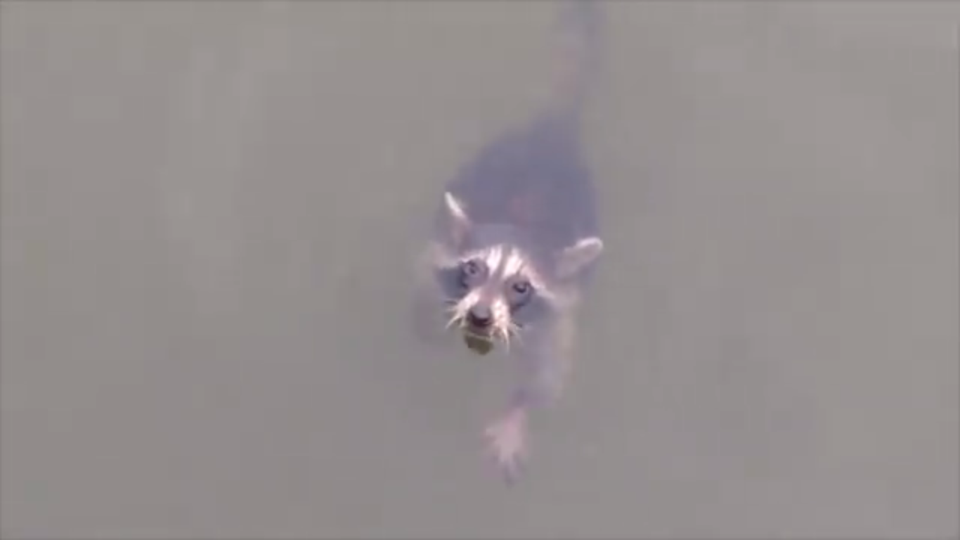 Rescate de un mapache | Los Tiempos