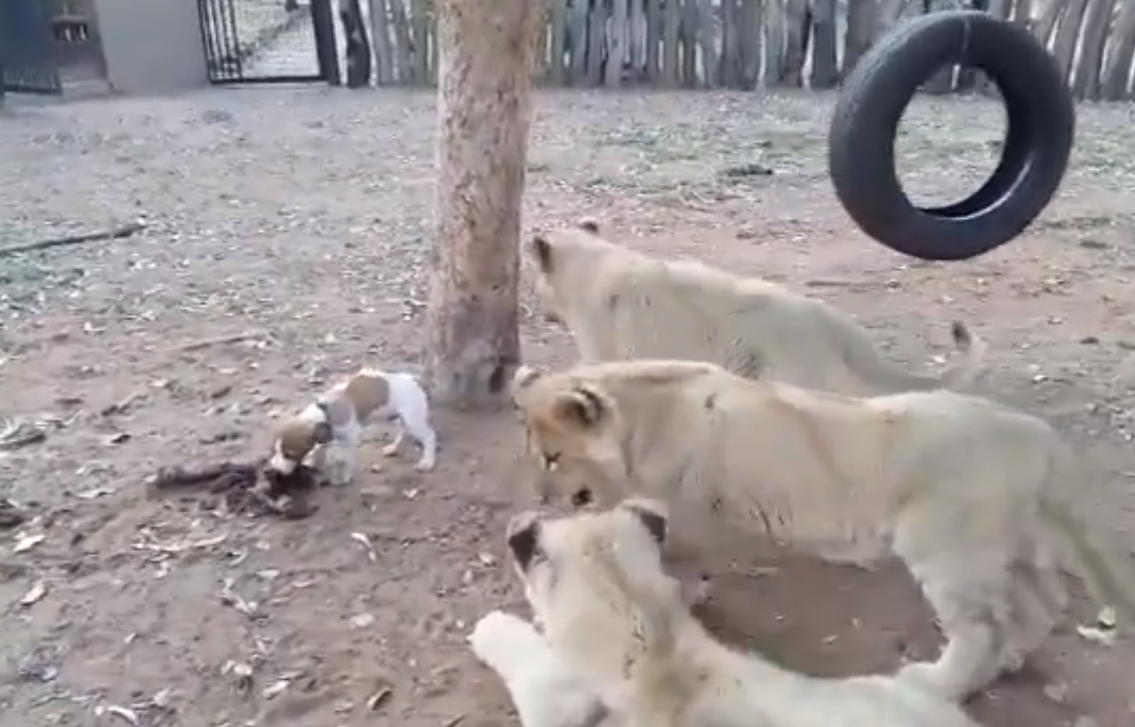 Un perro se enfrenta a tres leones | Los Tiempos