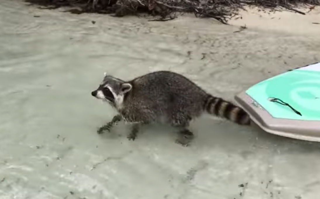 Astuto mapache intenta robar a una mujer | Los Tiempos