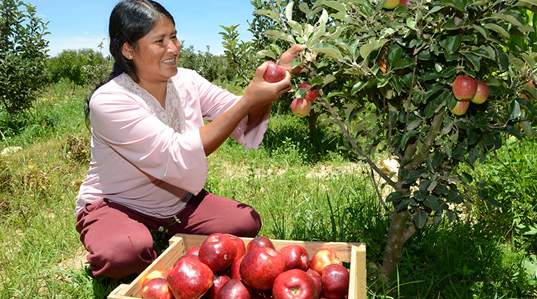 Pojo ampliará de 100 a 500 hectáreas su producción de manzana | Los Tiempos