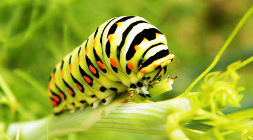 Algunas plantas pueden convertir a insectos herbívoros en caníbales ...