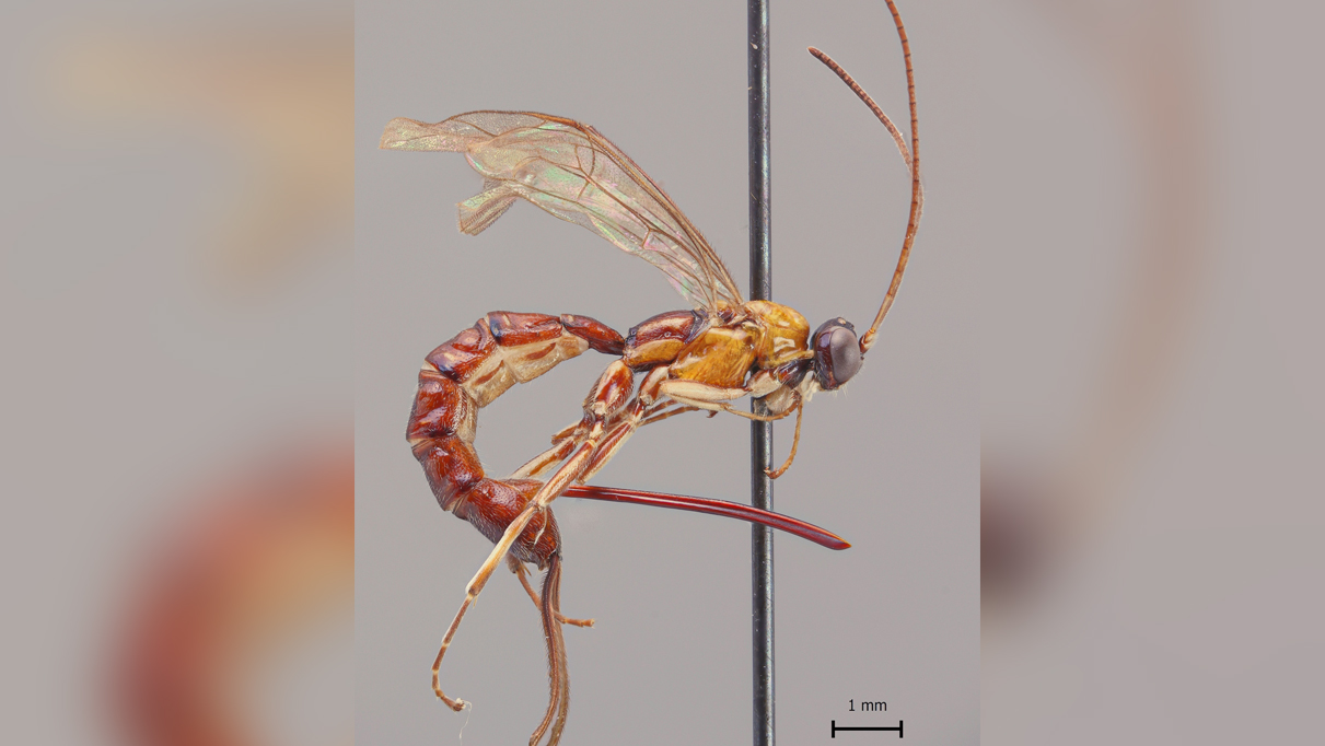 Descubren una avispa con aguijón enorme que pone huevos al picar | Los ...
