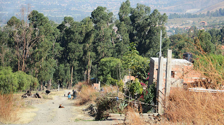 Comuna Tunari hará prevalecer vocación forestal de Pacata Alta | Los ...