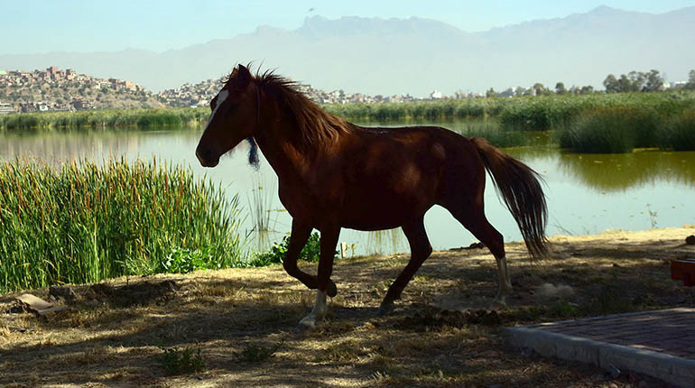 Opaco paisaje | Los Tiempos
