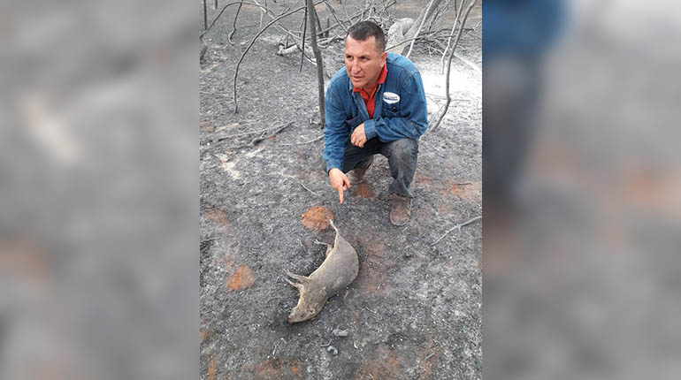 Estudio: Fuego afectó 40 millones de árboles y 1.200 especies de ...