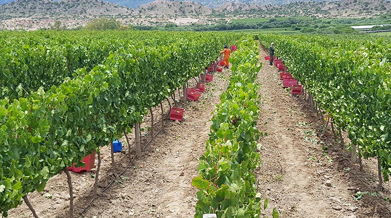 El singani y la apuesta para que conquiste el mundo | Los Tiempos