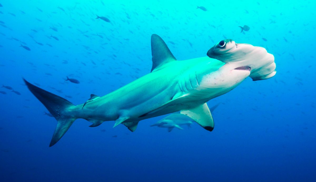 Marcan a tiburones martillo en Galápagos para rastrear su ruta en el ...