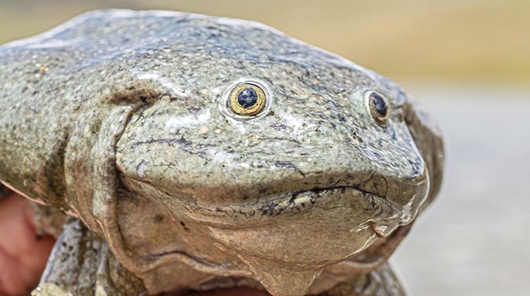 BOLIVIA Y PERÚ, hermanados por el lago Titicaca y la rana gigante | Los ...