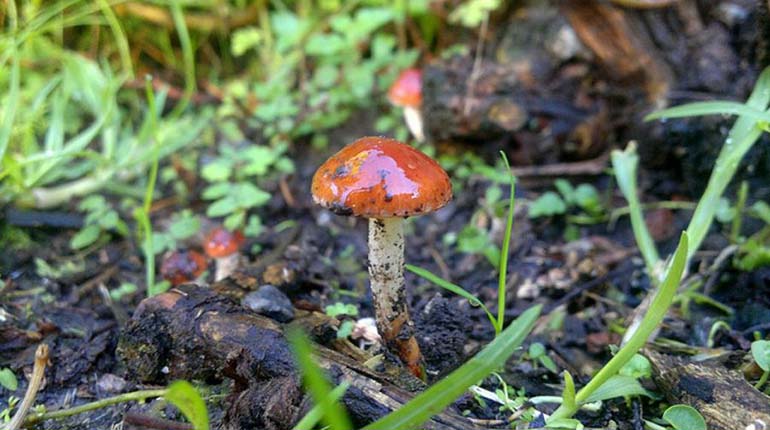 Los hongos ayudaron a las plantas a conquistar las tierras | Los Tiempos