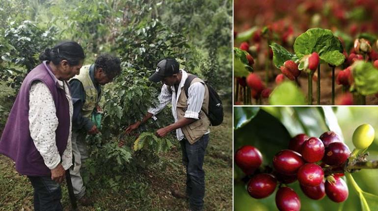 El café cochabambino se posiciona y apunta al mercado internacional ...