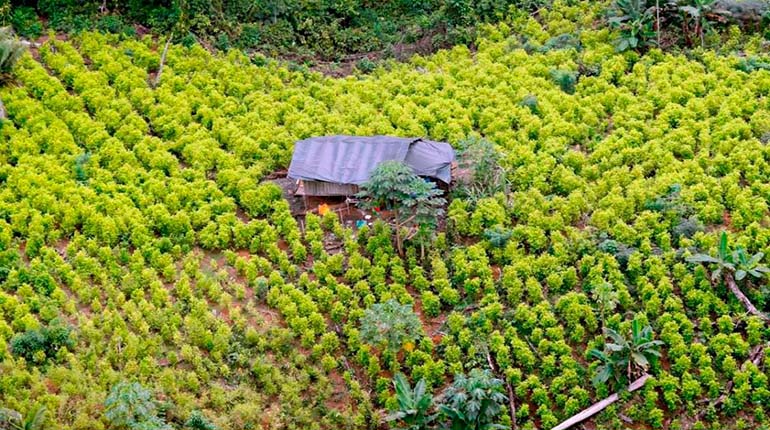 Los cultivos de coca en Colombia volvieron a romper récord con 230.000 ...