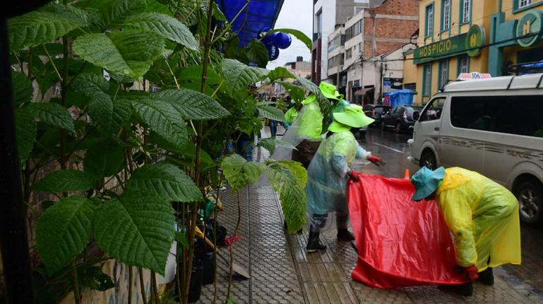 Por una Cochabamba “verde”, plantan un millón de árboles, mil en el ...