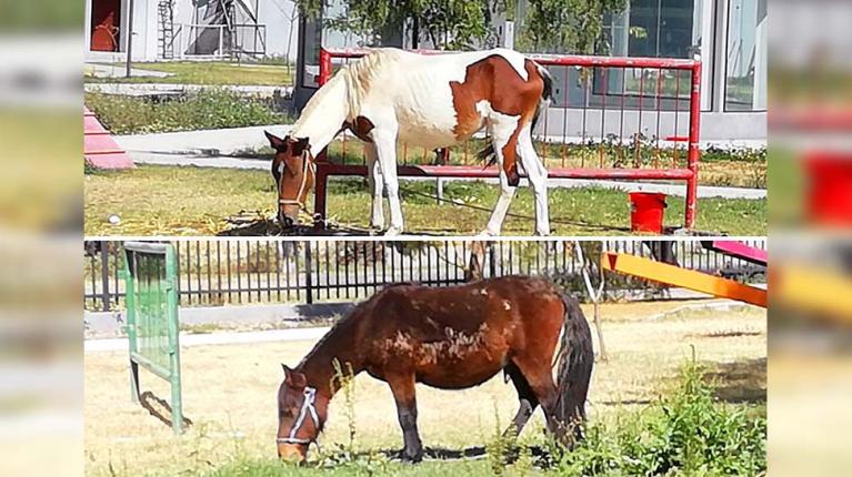 Zoonosis analiza evitar que caballos rescatados vuelvan con sus dueñas ...